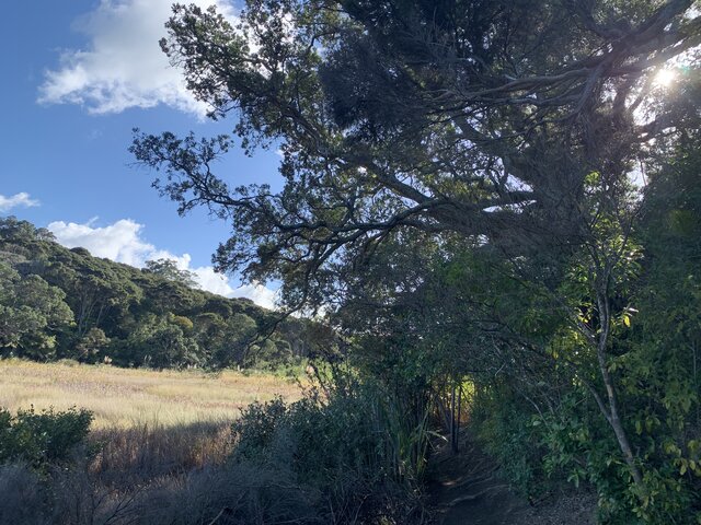Te Toki Reserve Loop from central Ostend - Walk Waiheke